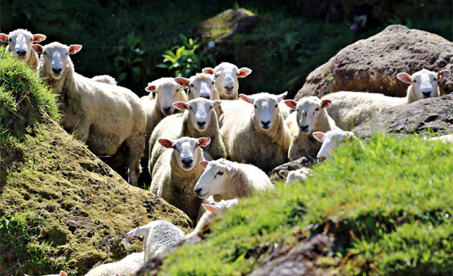 About Romani Farms, Coopworth Sheep Breeder in New Zealand