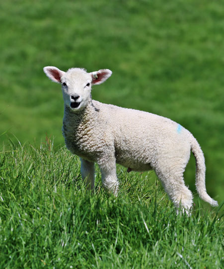 About Romani Farms, Coopworth Sheep Breeder in New Zealand