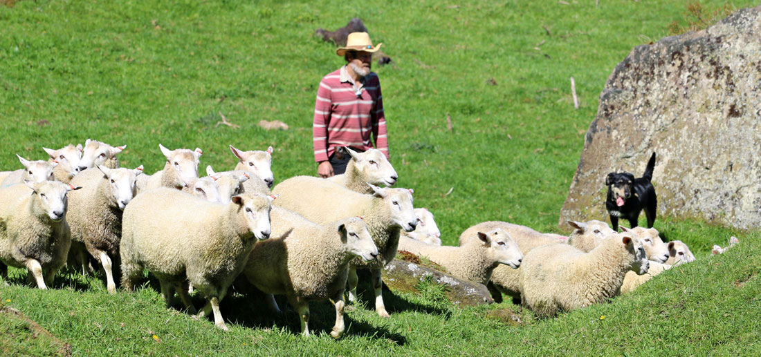 About Romani Farms, Coopworth Sheep Breeder in New Zealand