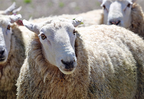 Romani Farms, Coopworth Sheep Breeders and Elite Rams in New Zealand