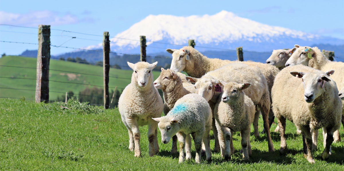 Romani Farms, Coopworth Sheep Breeders and Elite Rams in New Zealand