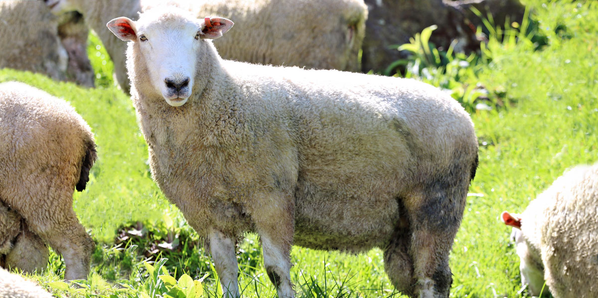 Romani Farms, Coopworth Sheep Breeders and Elite Rams in New Zealand