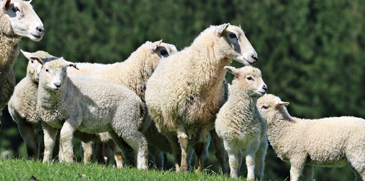 Romani Farms, Coopworth Sheep Breeders and Elite Rams in New Zealand