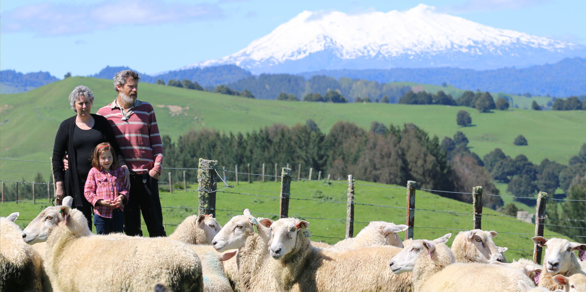 Romani Farms, Coopworth Sheep Breeders and Elite Rams in New Zealand