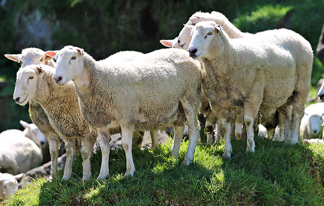 Why Choose Romani Coopworth Sheep Breed